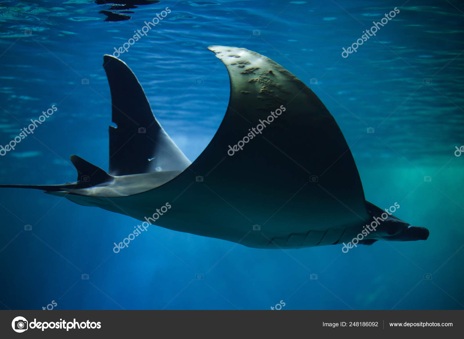 Devil Rays Fish