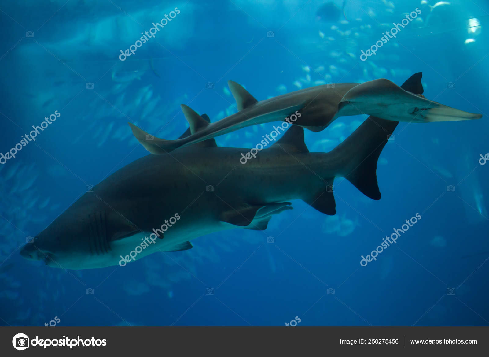 Sand tiger shark (Carcharias taurus) Stock Photo by ©wrangel 250275456