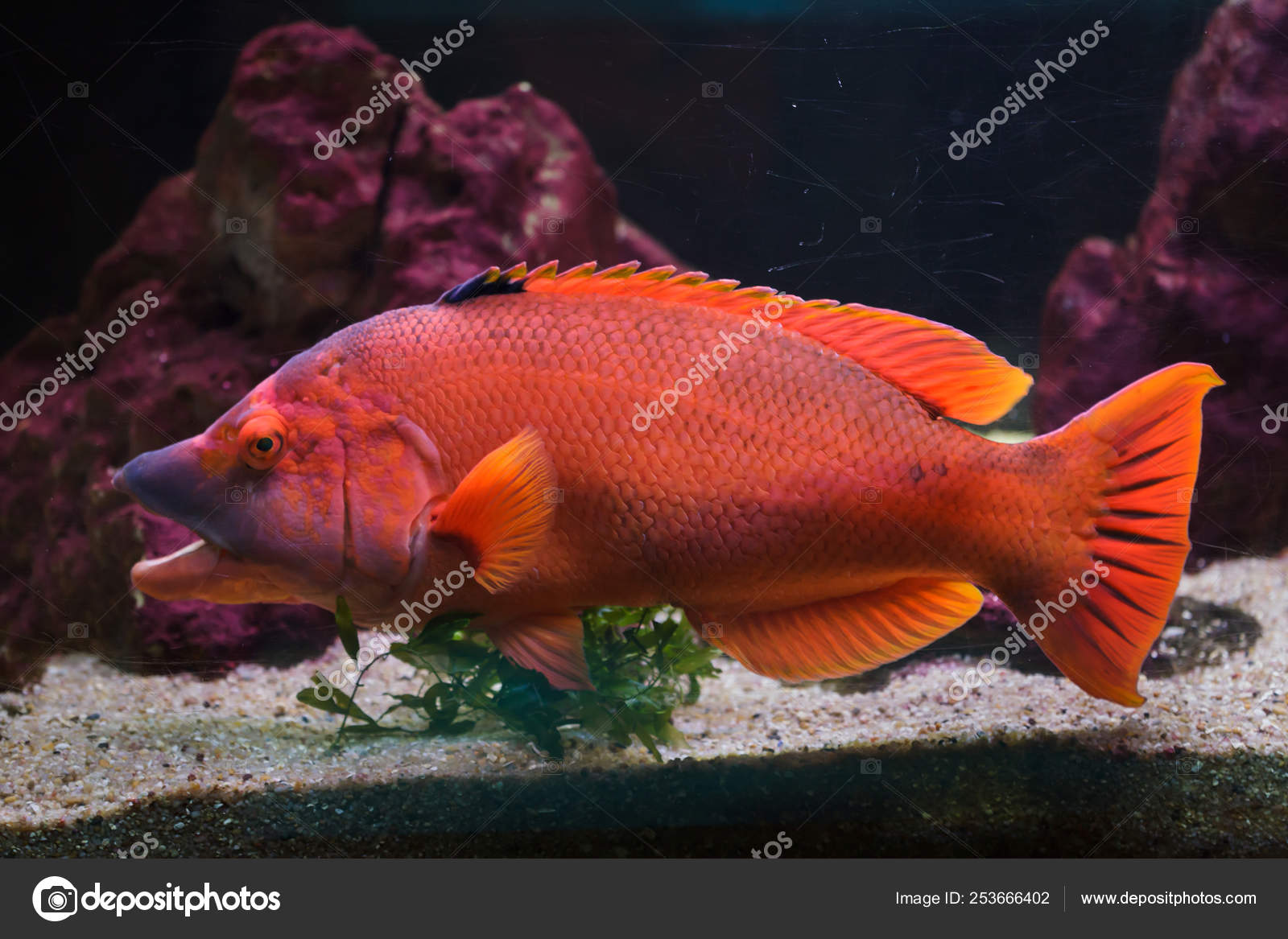 Hogfish Hog Snapper Underwater