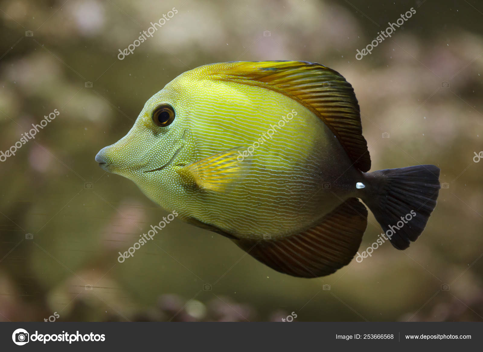 Green Tang Fish