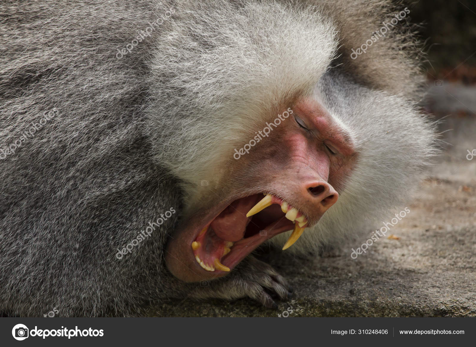 Hamadryas Baboon Teeth