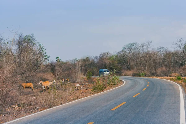 Roadkill on highway Stock Photos, Royalty Free Roadkill on highway ...