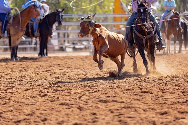 Team Roping Wallpaper