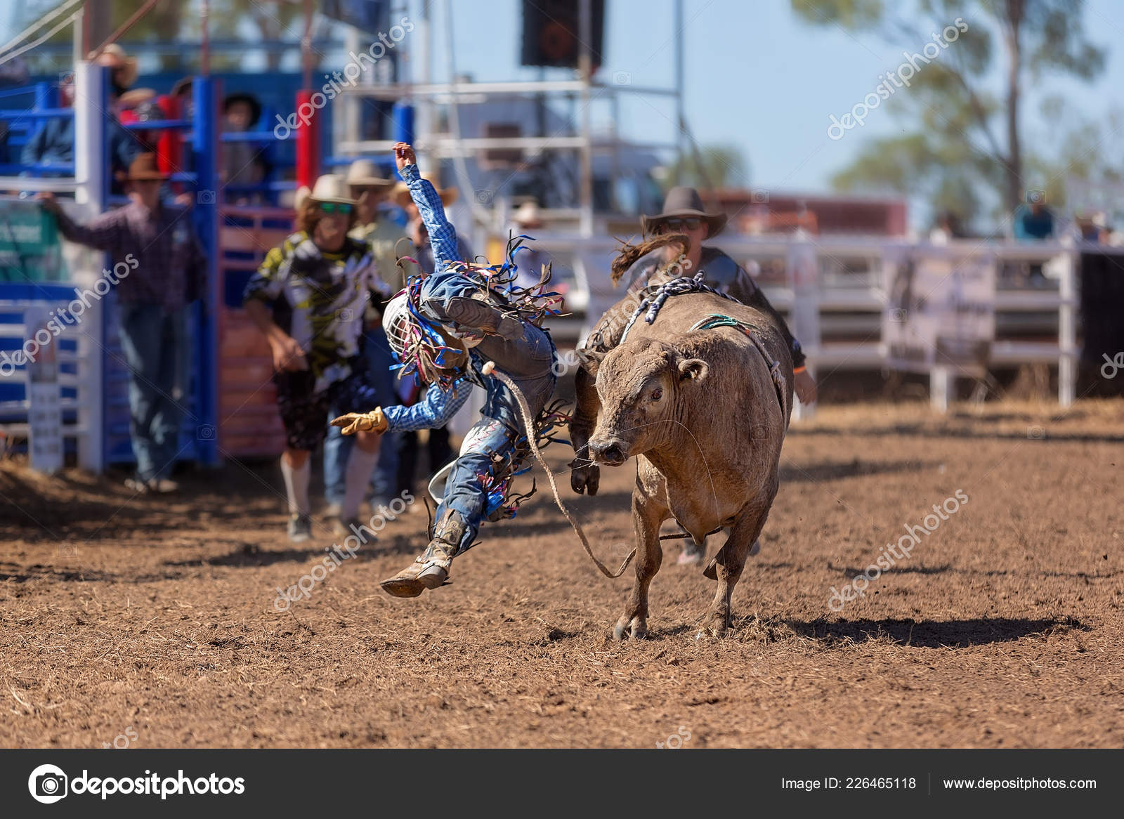 Cowboy Competing Bull Riding Competition Country Rodeo Bucked Stock ...