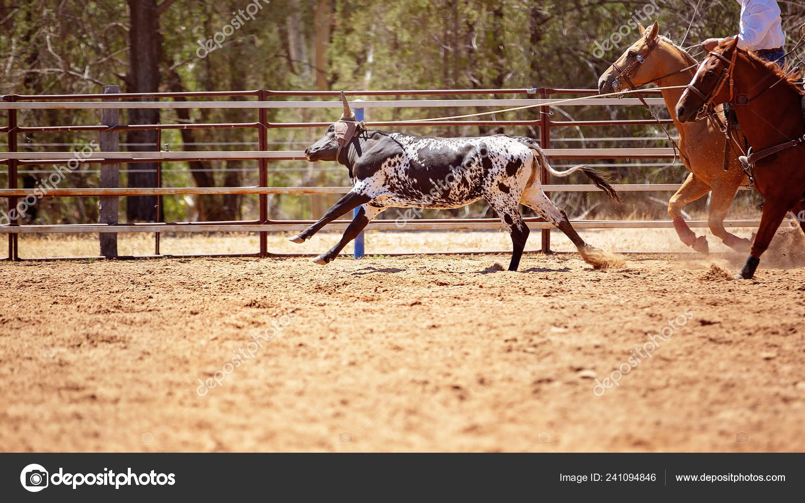 Black White Calf Runs Lasso Team Roping Event Australian Country ...