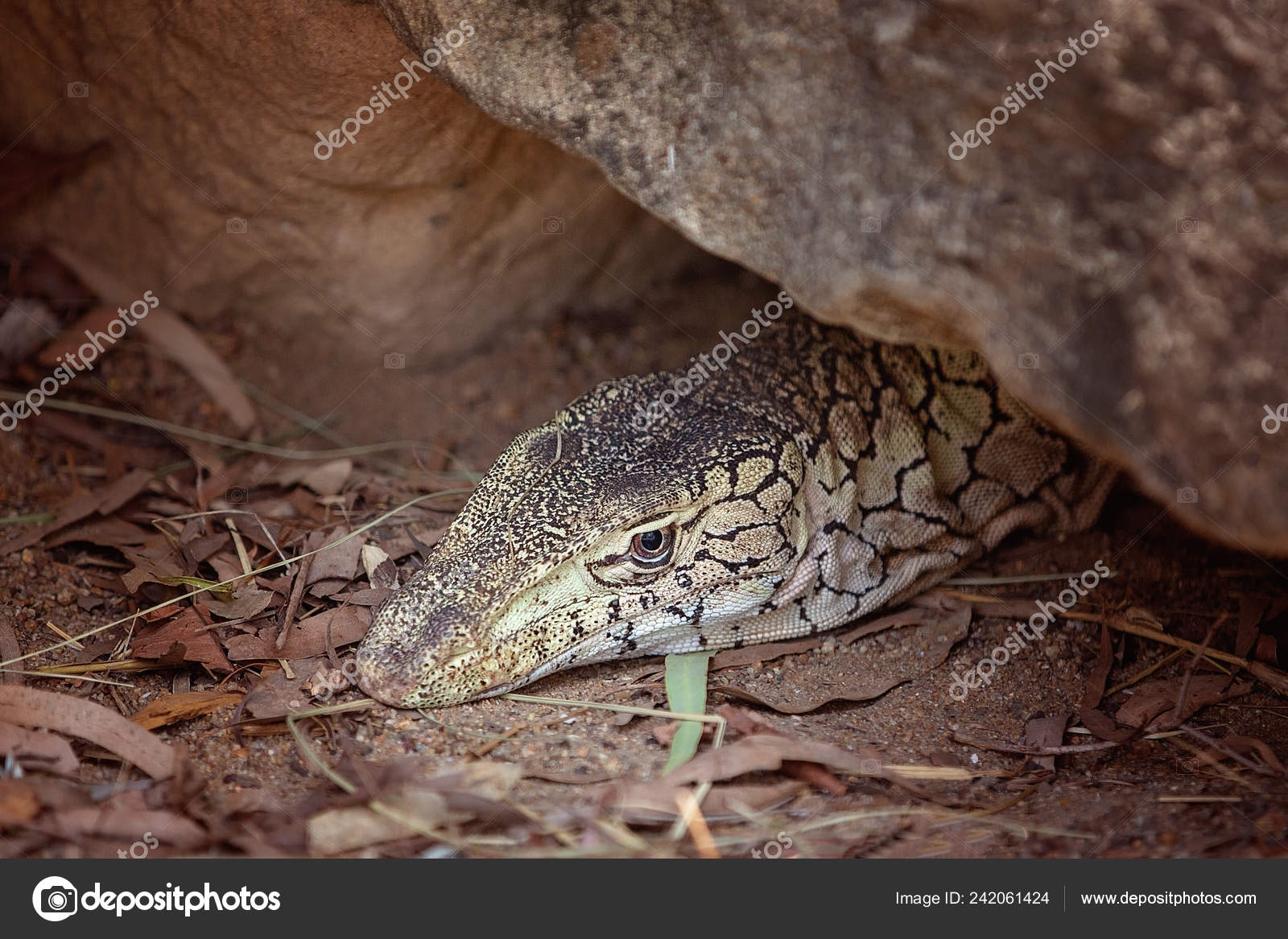 Largest Lizard Species Australia Lives Dry Eucalyptus Environment ...