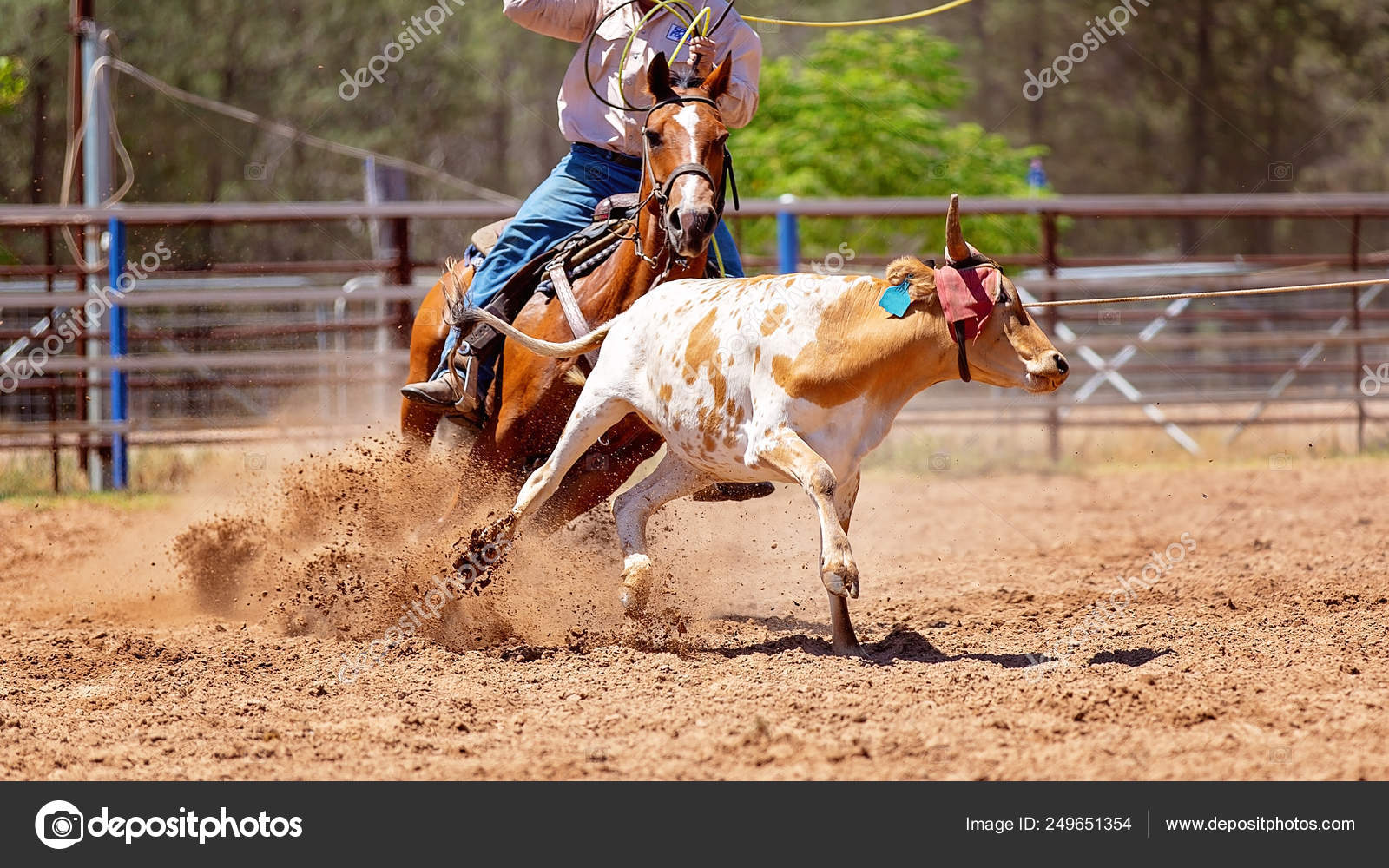 Team Calf Roping At Country Rodeo — Stock Photo ...