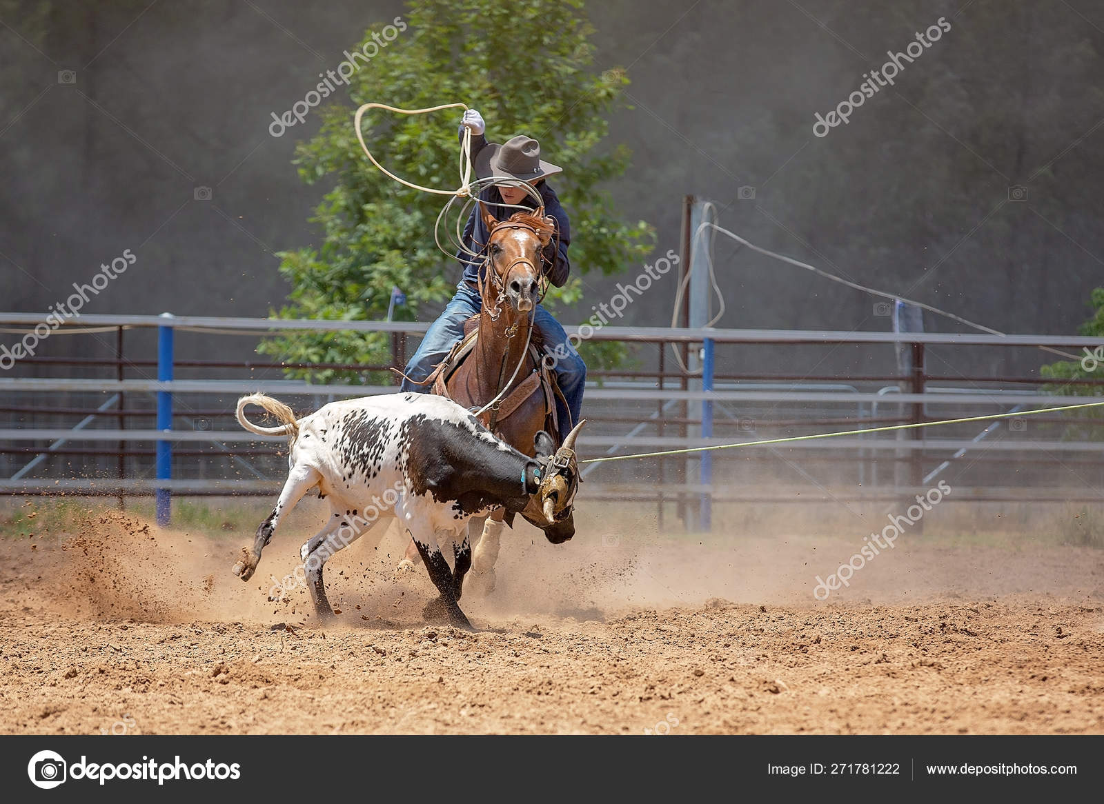 Calf Roping Competition At An Australian Rodeo — Stock Editorial Photo ...