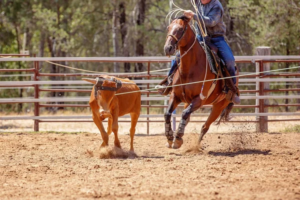 Australian cowboy Stock Photos, Royalty Free Australian cowboy Images ...