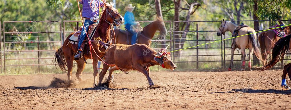 Team roping Stock Photos, Royalty Free Team roping Images | Depositphotos