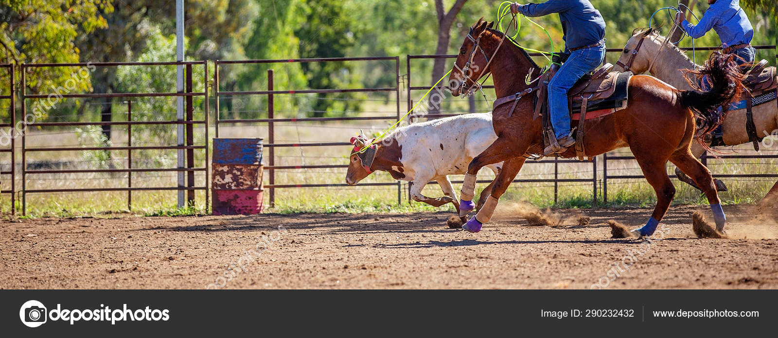 Calf Roping At An Australian Country Rodeo — Stock Photo ...