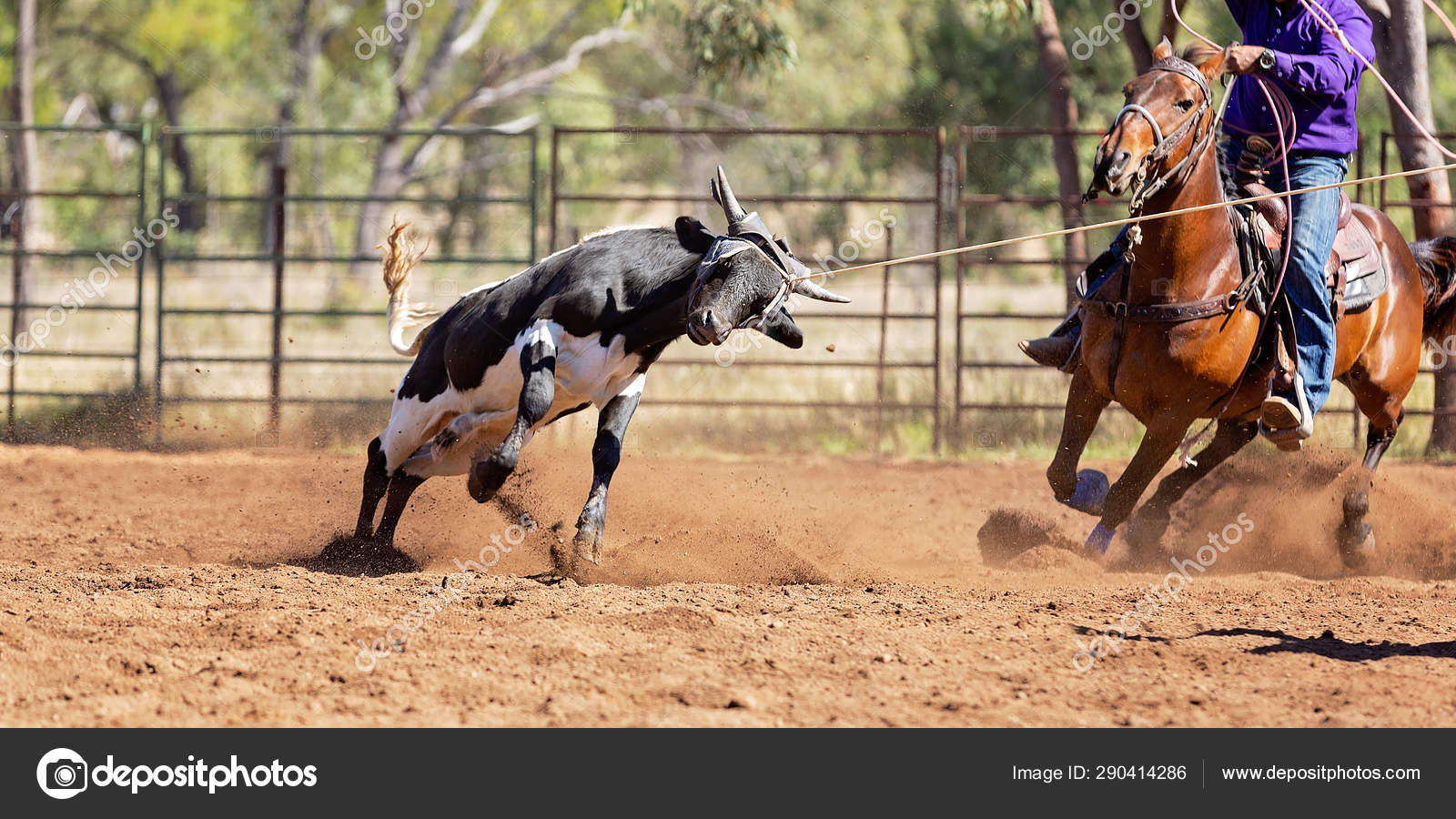 Australian Team Calf Roping At Country Rodeo — Stock Photo ...