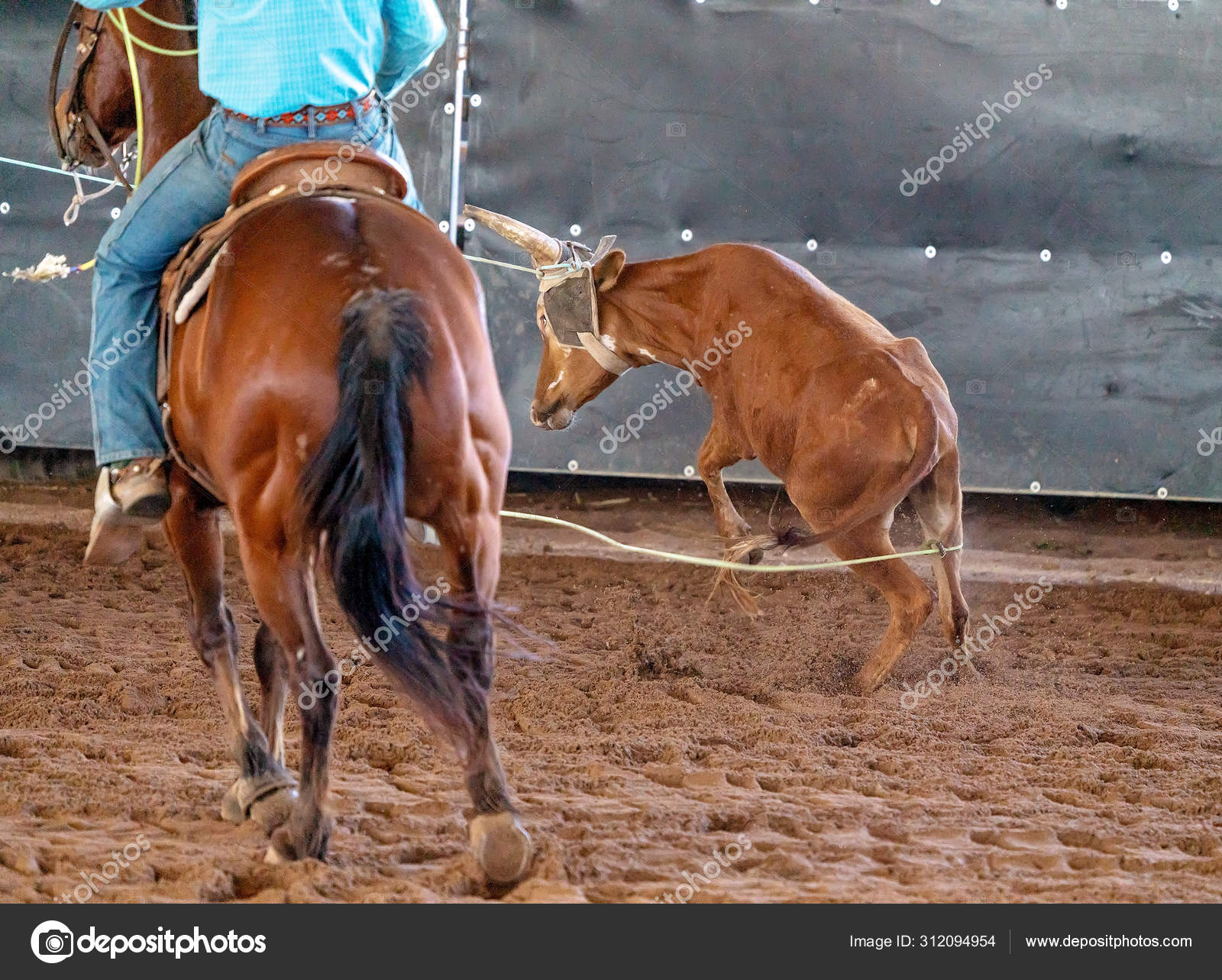 Calf Roping In Australia — Stock Photo © jacksonstockphotography #312094954