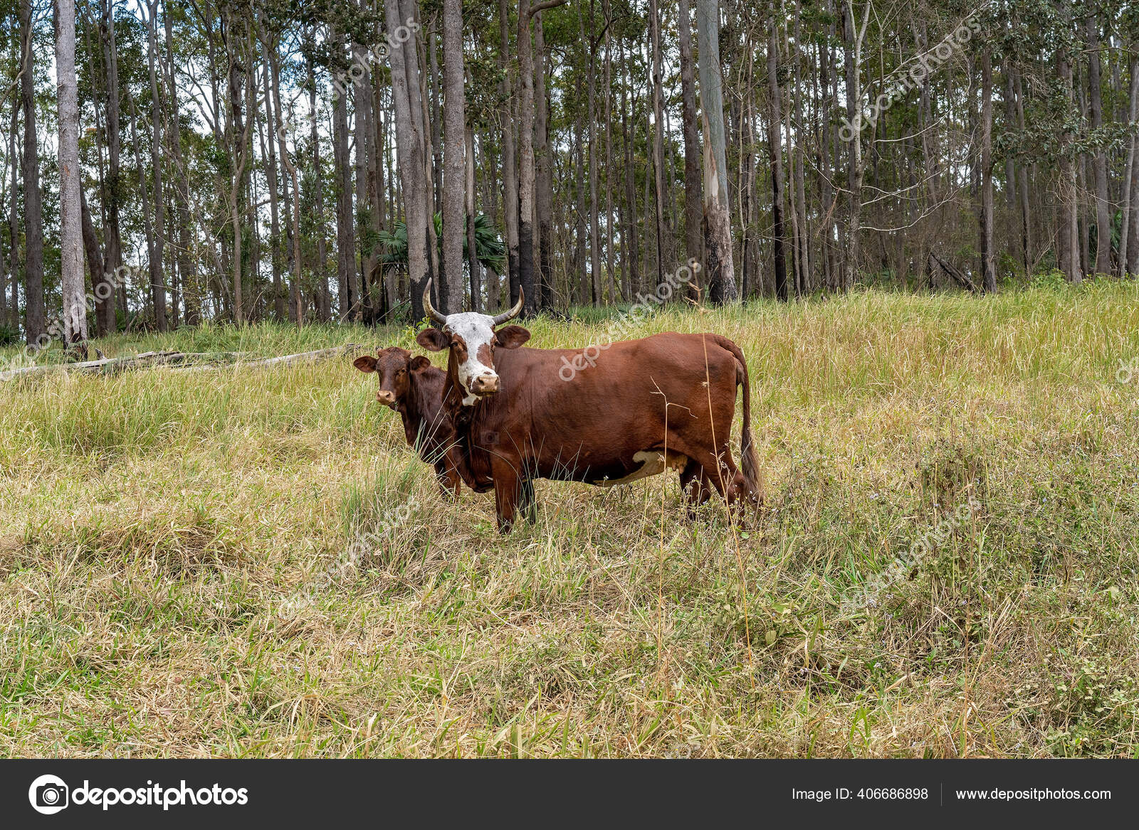 Dairy Cows Farmed Milk Production Grazing Environment Front Rural ...