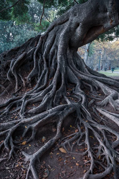 Huge roots Stock Photos, Royalty Free Huge roots Images | Depositphotos