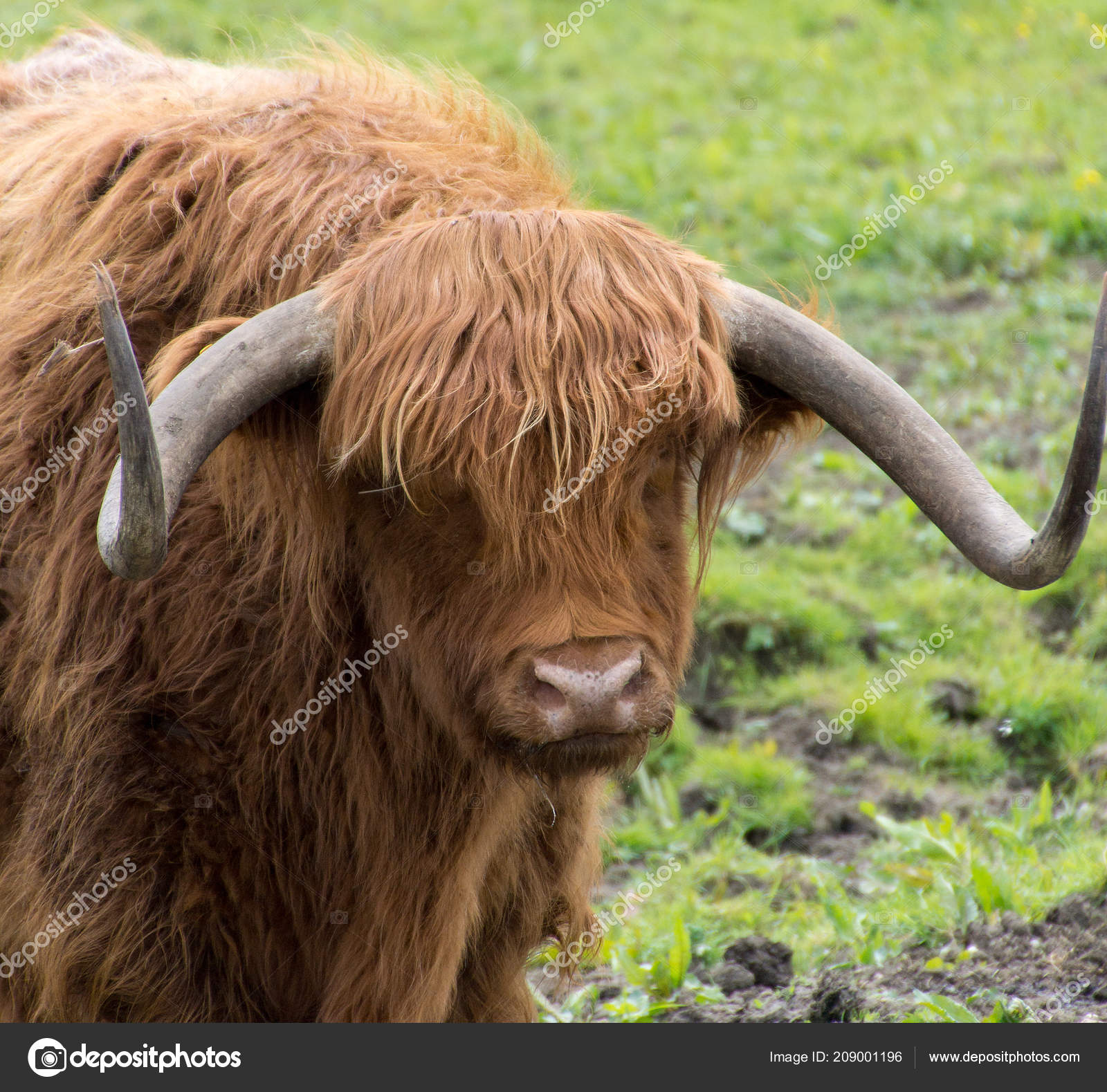 Highland Cattle Bos Taurus Field River Stort Hertfordshire Very Still ...
