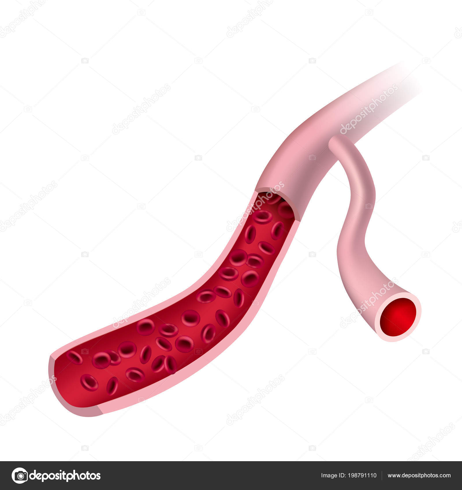 Vector Del Torrente Sanguíneo Arteria Aislado Sobre Fondo Blanco vector ...