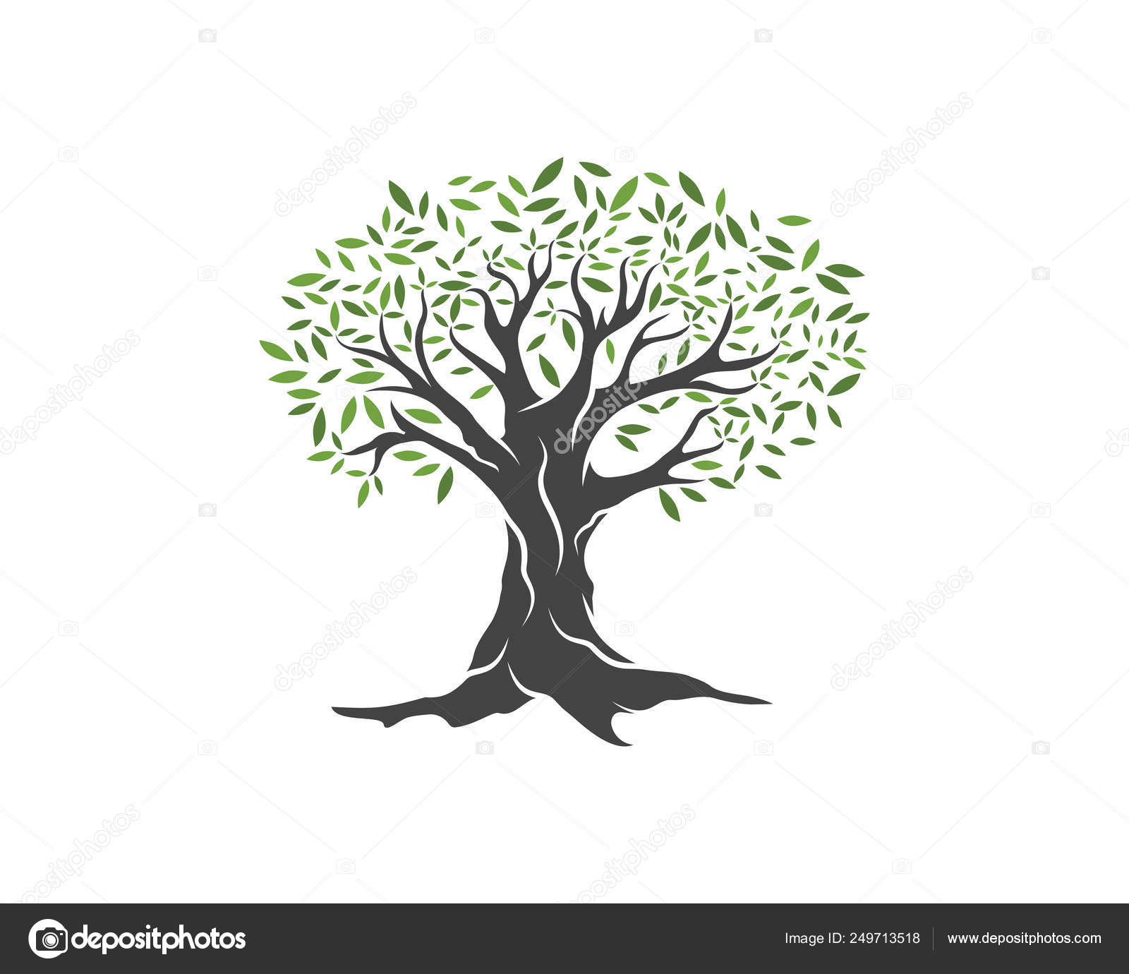 Olive tree vector illustration Stock Vector by ©elaelo 249713518