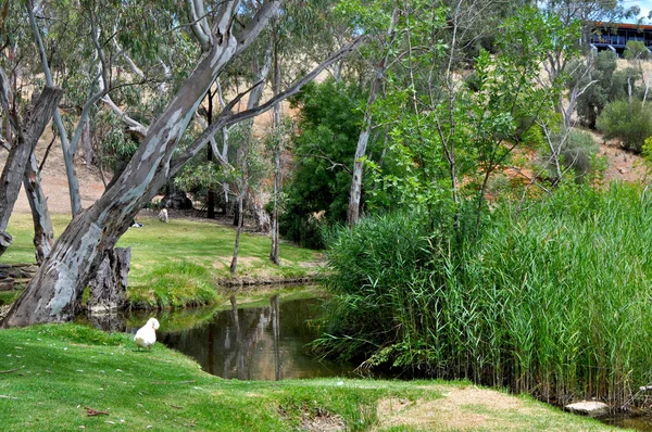 Idyllic Australian outdoor natural setting with large pond surrounded ...