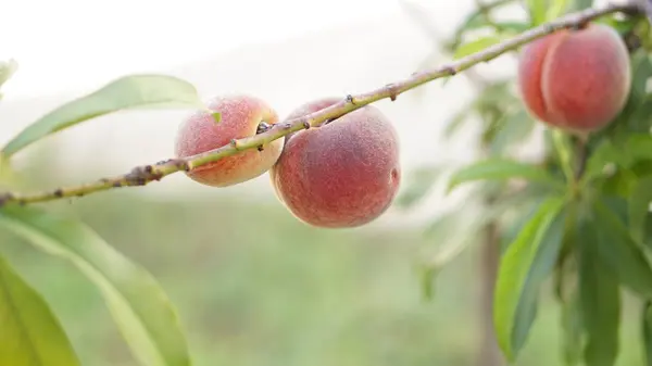 Picking mangoes Stock Photos, Royalty Free Picking mangoes Images ...