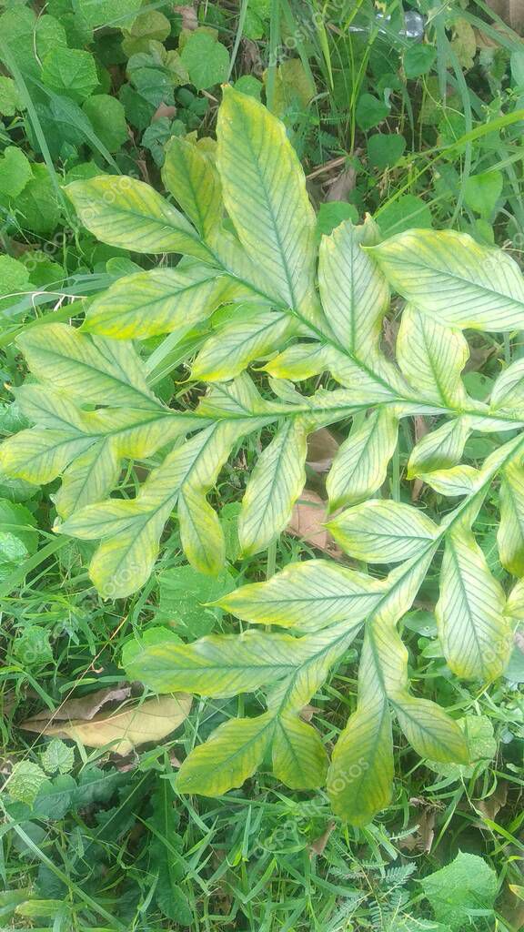 detalles de la hoja de Amorphophallus muelleri. esta planta también se ...