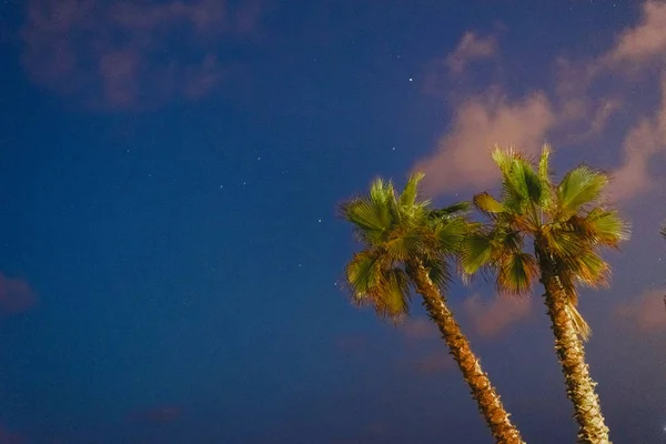Palm trees night Stock Photos, Royalty Free Palm trees night Images ...
