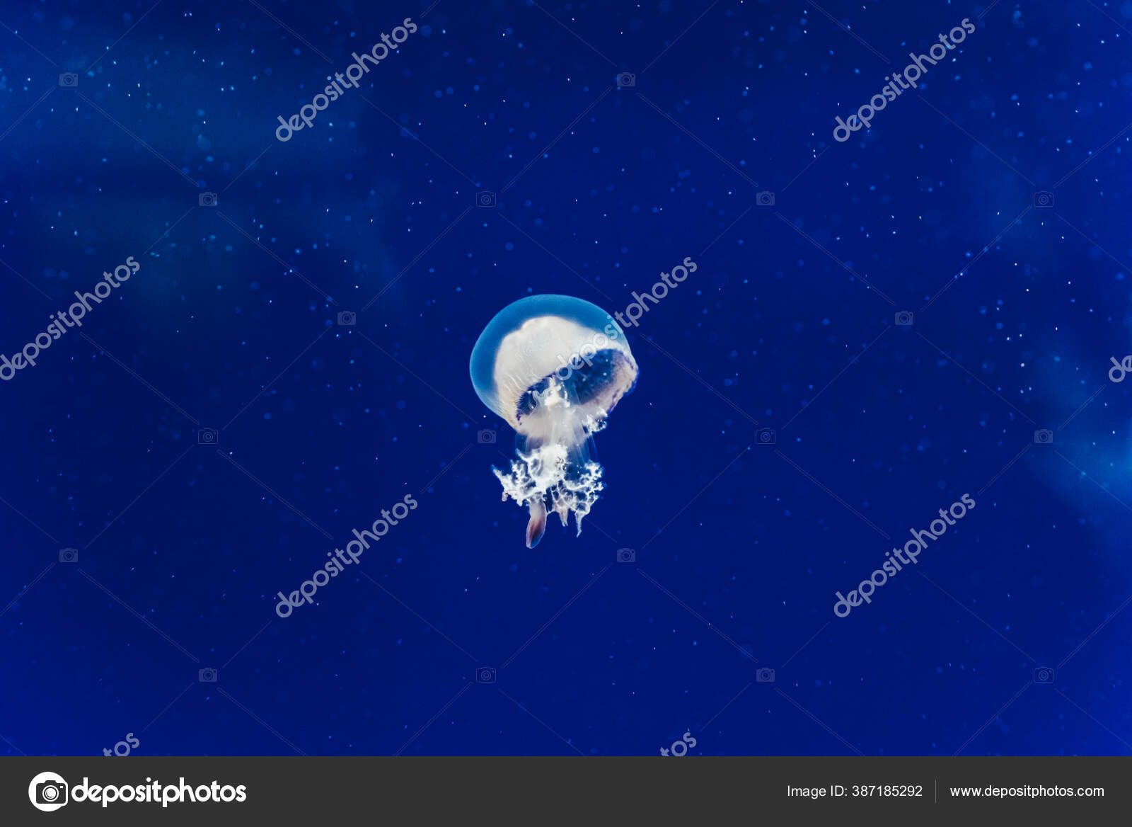 Marine Creatures Medusozoa Jellyfish Jelly Body Bell Shape — Stock ...