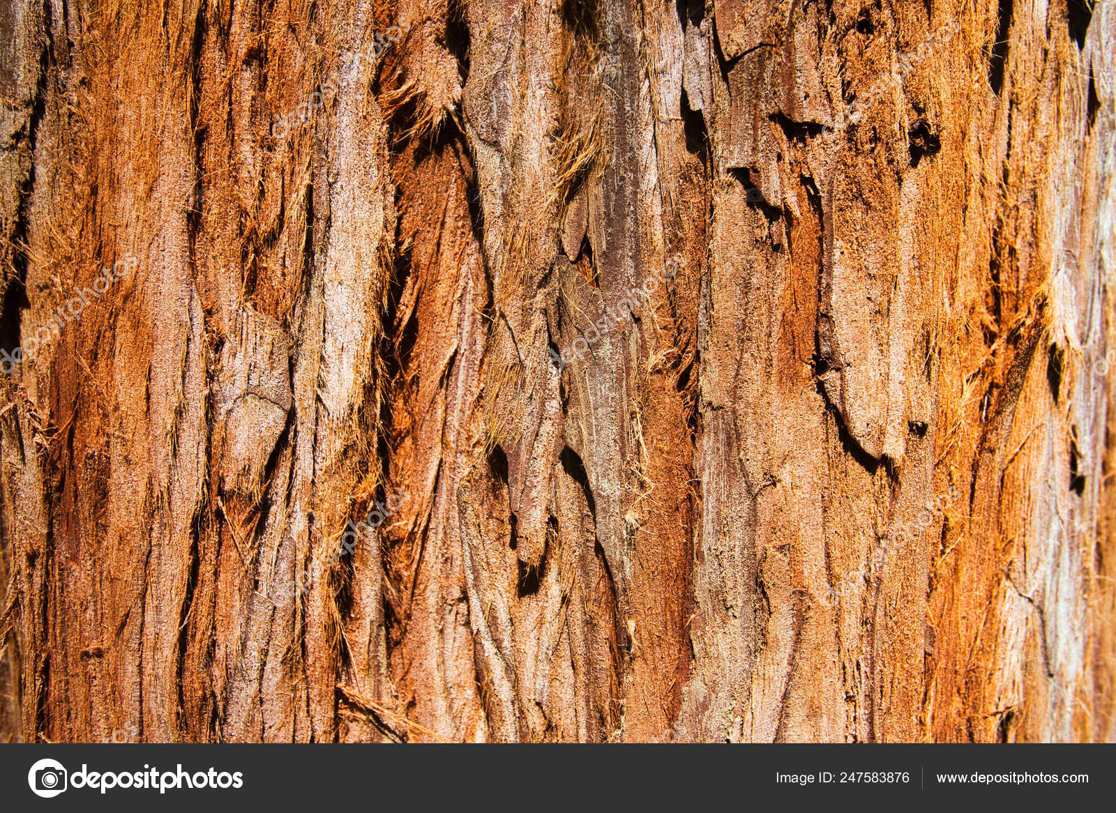 Tekstur Pohon Redwood Raksasa, Latar Belakang — Stok Foto © revoc9 ...