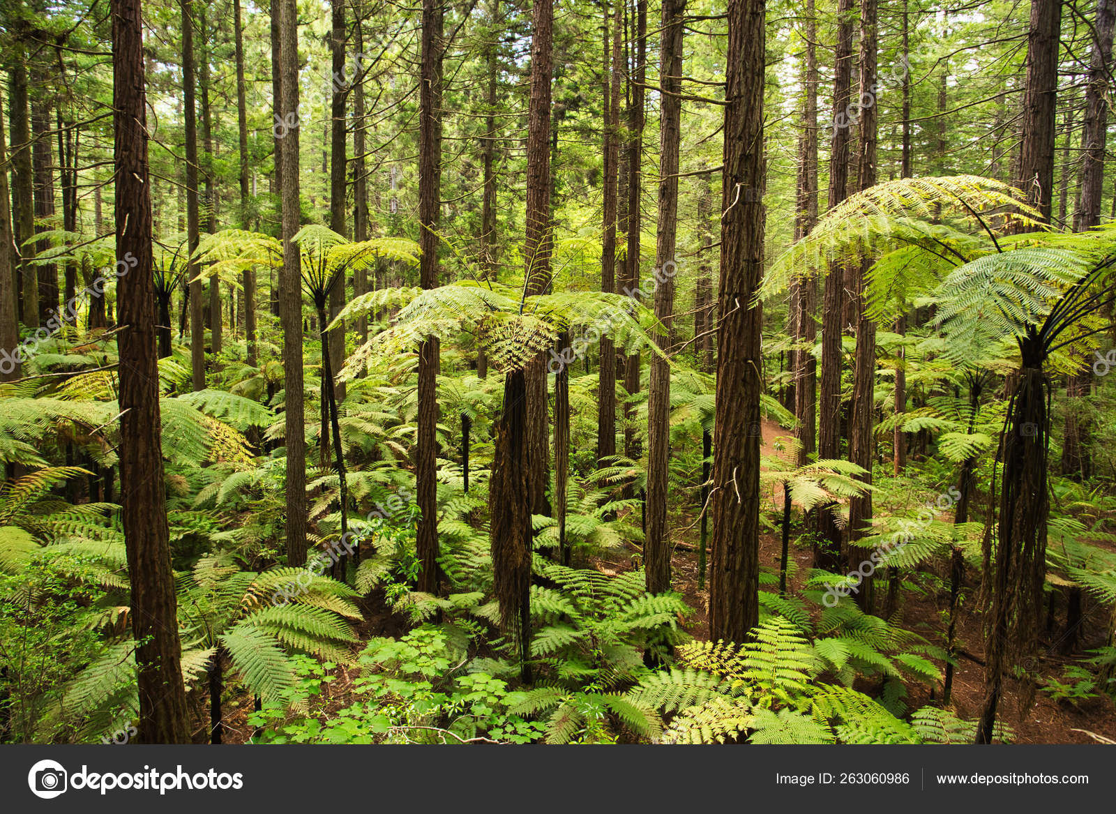 Giant Tree Ferns
