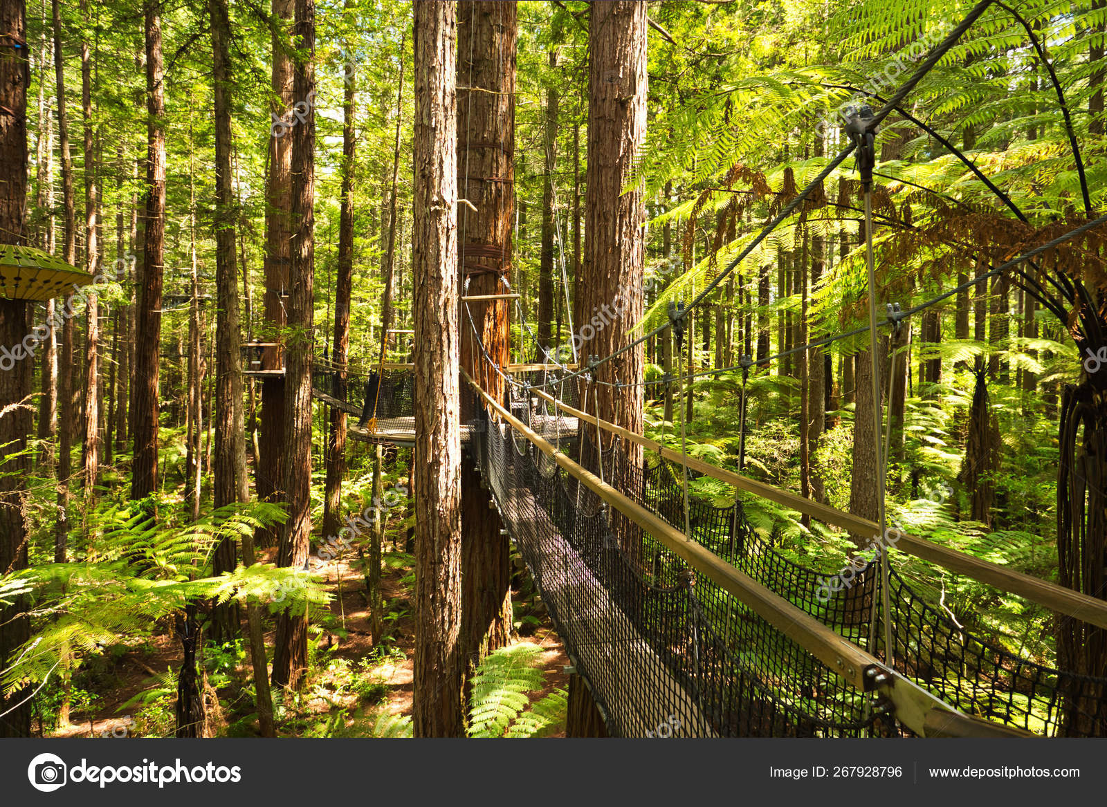 Treewalk through Forest of Tree Ferns and Giant Redwoods in Whak Stock ...