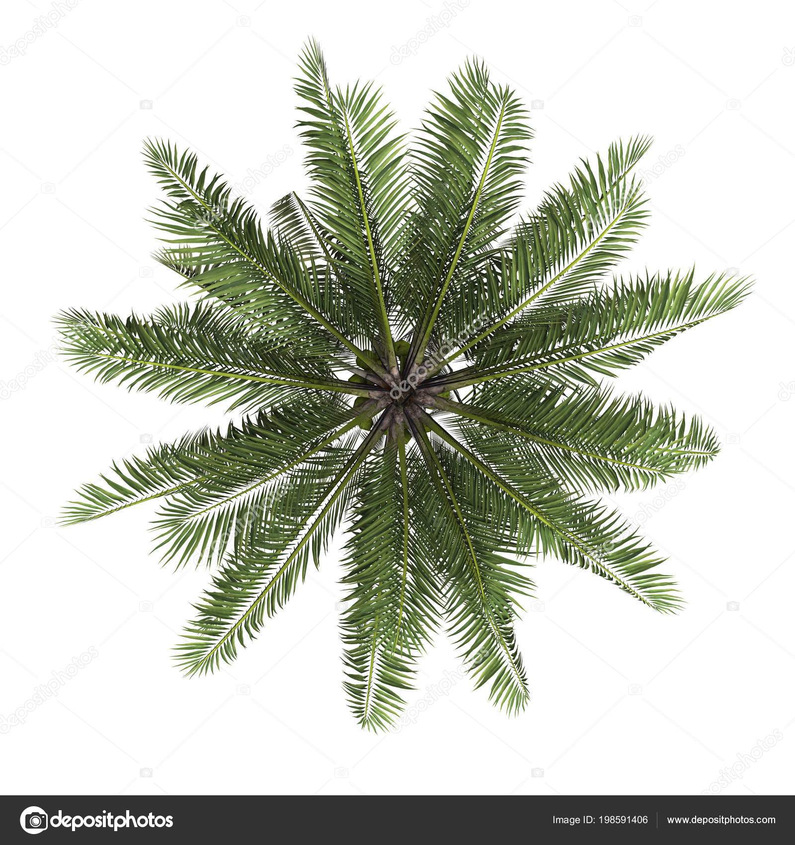 Tree Top View White Background Stock Photo by ©chayathon 198591406