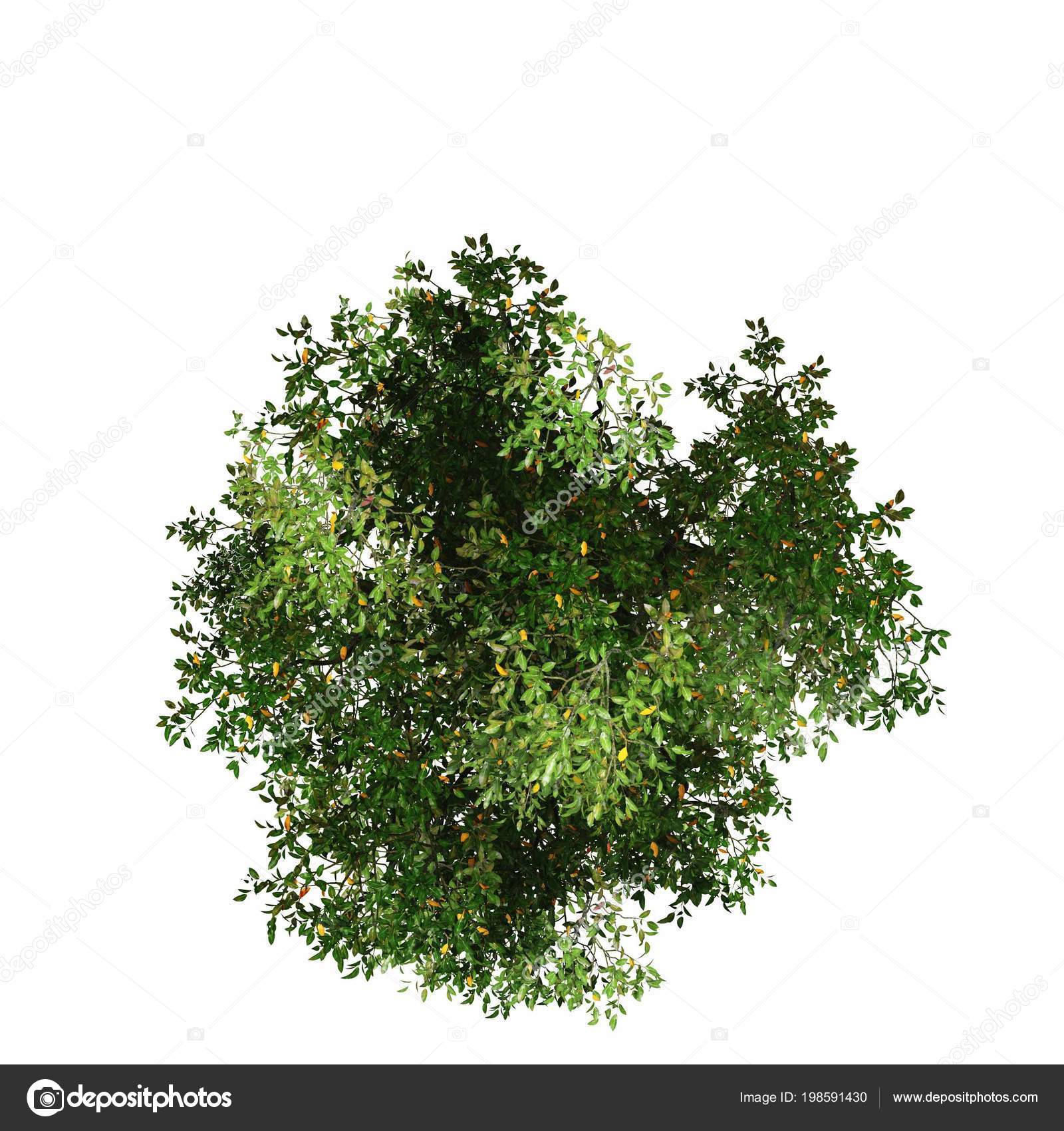 Tree Top View White Background Stock Photo by ©chayathon 198591430