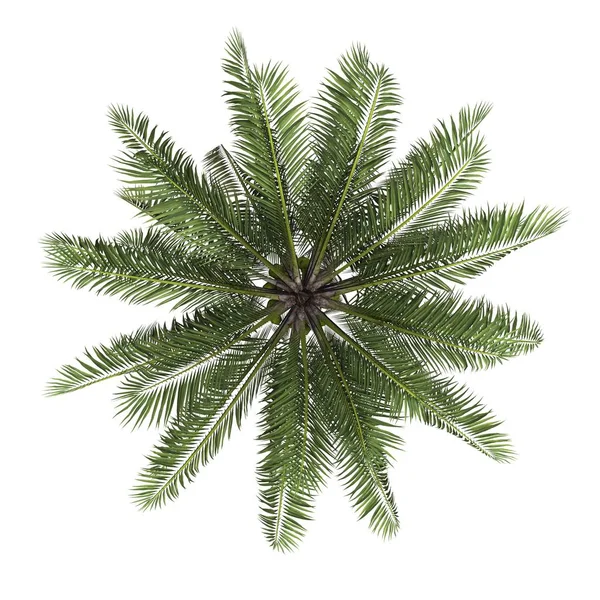 Coconut Tree Top View Png