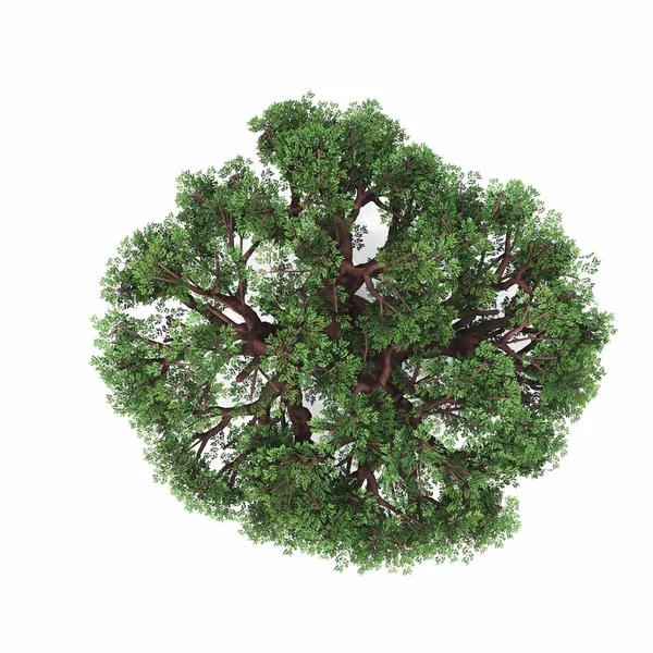 Tree Top View White Background Stock Photo by ©chayathon 198591540