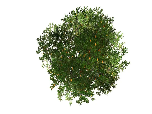 Tree Top View White Background Stock Photo by ©chayathon 198591540