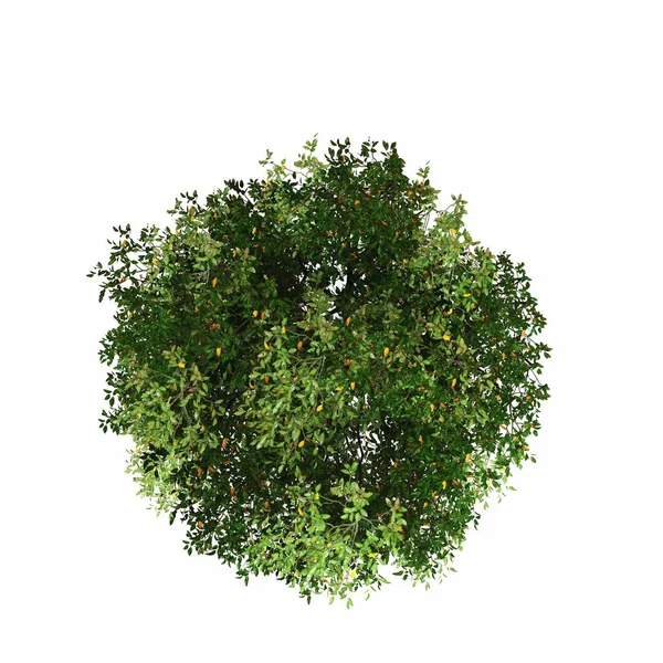 Tree top view Stock Photos, Royalty Free Tree top view Images ...