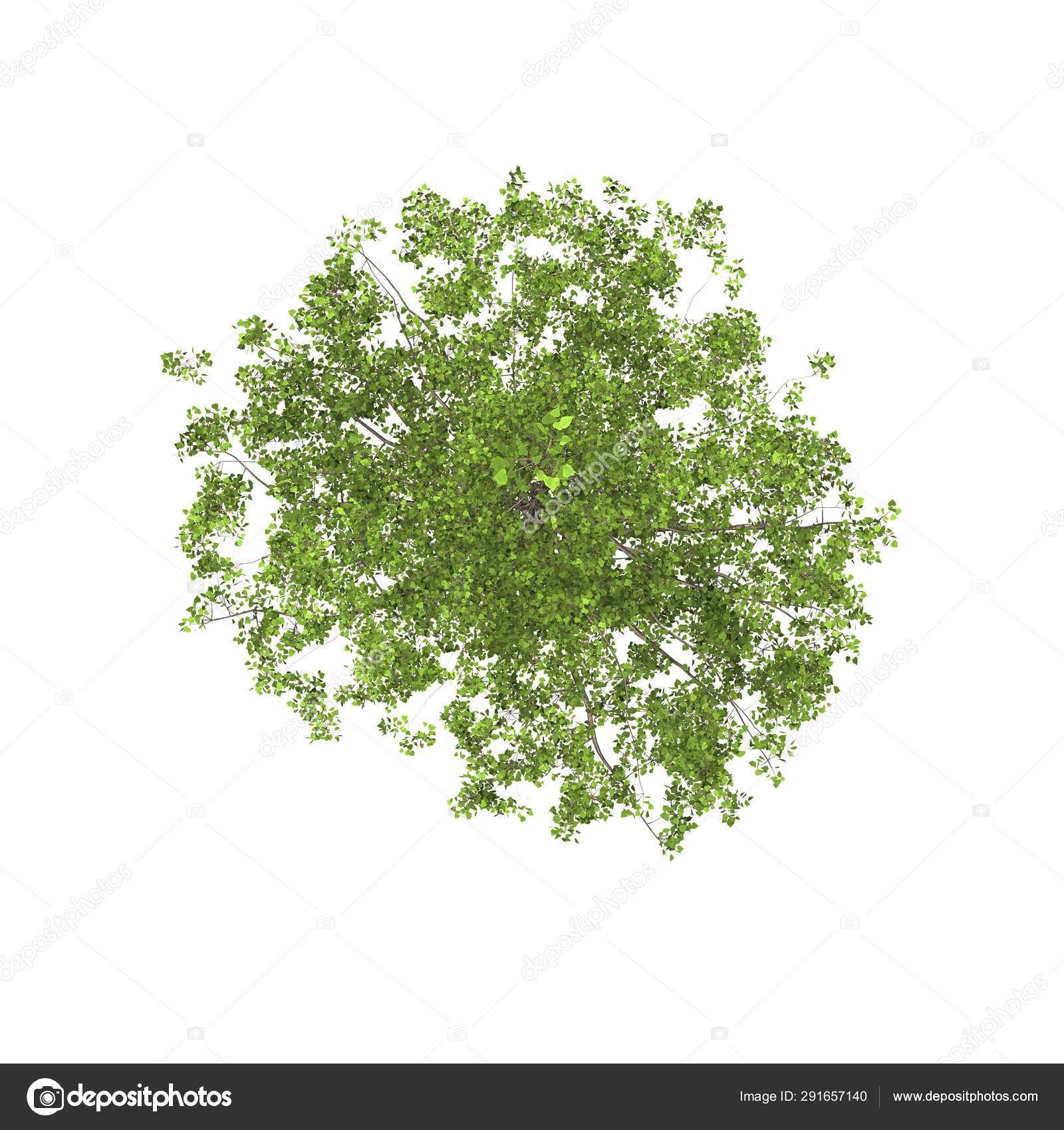 Tree top view on white background layout plan Stock Photo by ©chayathon ...