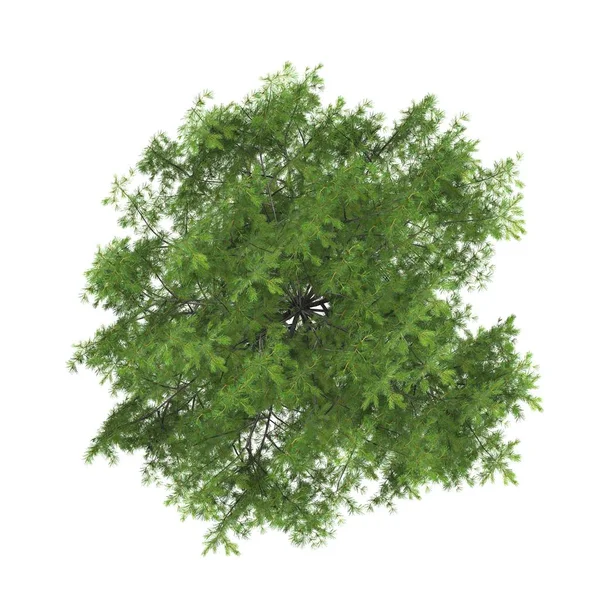 Top view of willow tree isolated on white background — Stock Photo ...