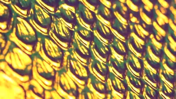 5,887 Unicorn Videos, Royalty-free Stock Unicorn Footage | Depositphotos