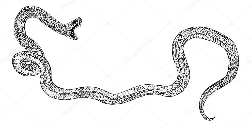 Atacando serpiente con mandíbulas abiertas. Grabado dibujado a mano ...