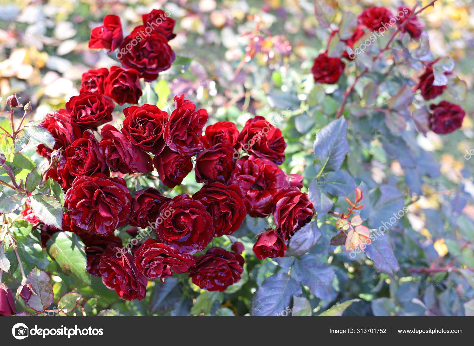 Blood Red Roses By Blood Red Rose HD Image
