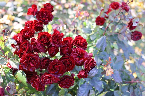 Four roses Stock Photos, Royalty Free Four roses Images | Depositphotos