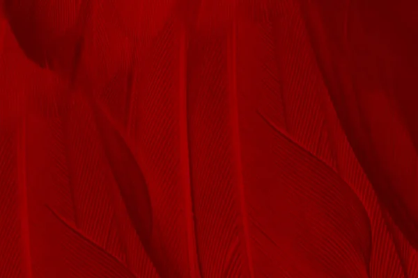 Cardinal bird background Stock Photos, Royalty Free Cardinal bird ...