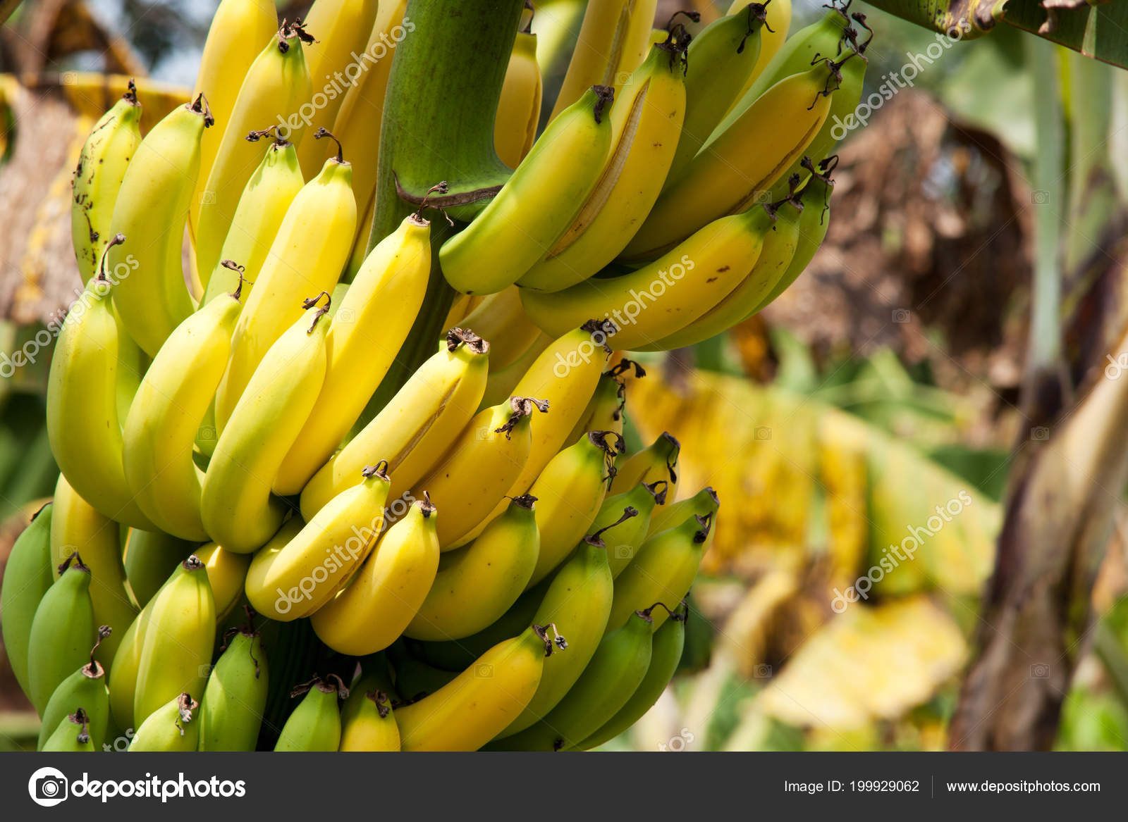 Yellow Banana Fruit Tree