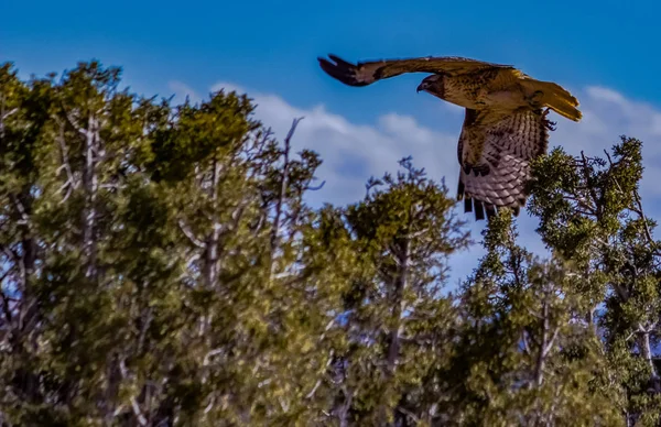 Hawk catching prey Stock Photos, Royalty Free Hawk catching prey Images ...