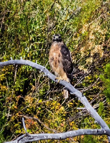 Red tailed hawks Stock Photos, Royalty Free Red tailed hawks Images ...