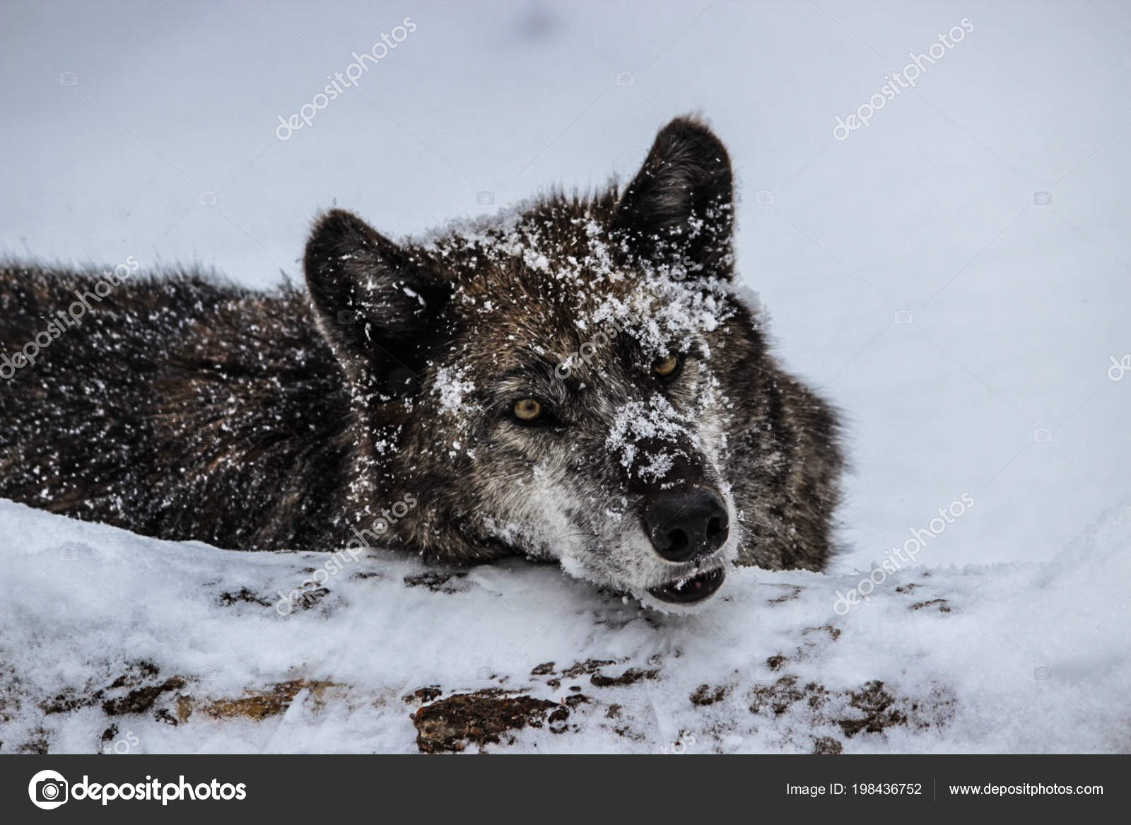 Alpha Female Gray Wolf