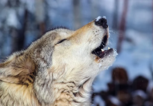 Grey Wolf Alpha Male