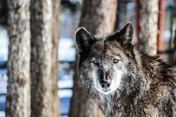 Alpha Female Gray Wolf
