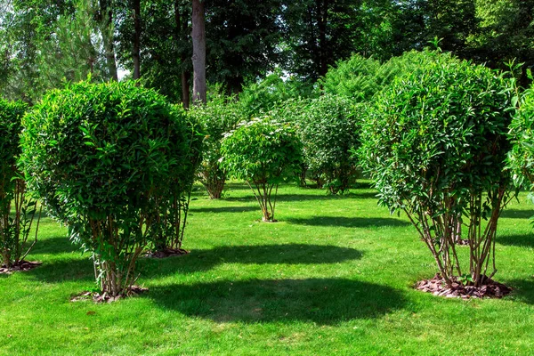 Deciduous shrubs with a trunk with mulching bark in the garden with a ...